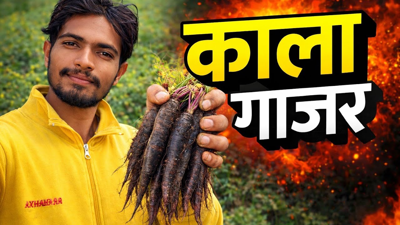 ये गाजर आपने कभी नहीं देखी होगी 😲 | Kala Gajar - YouTube