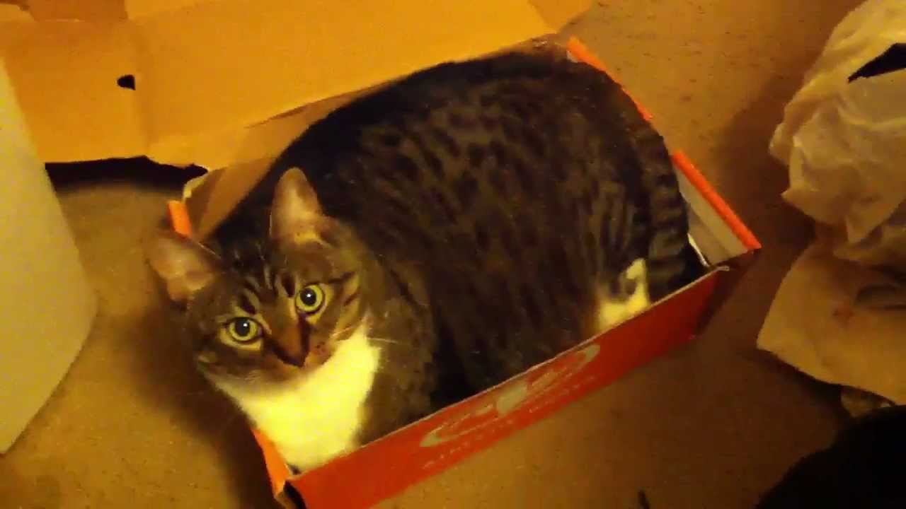 Box Cat! - YouTube