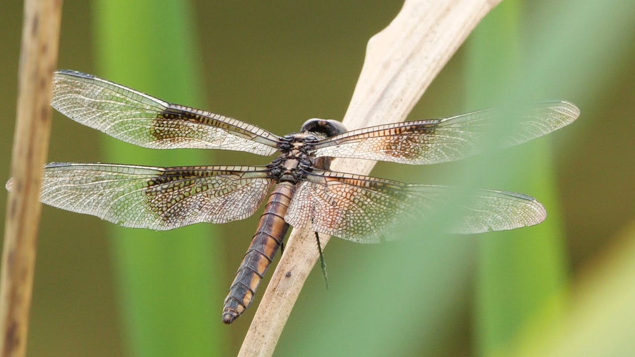 Postcard From Texas: Dragonflies and Damselflies - YouTube