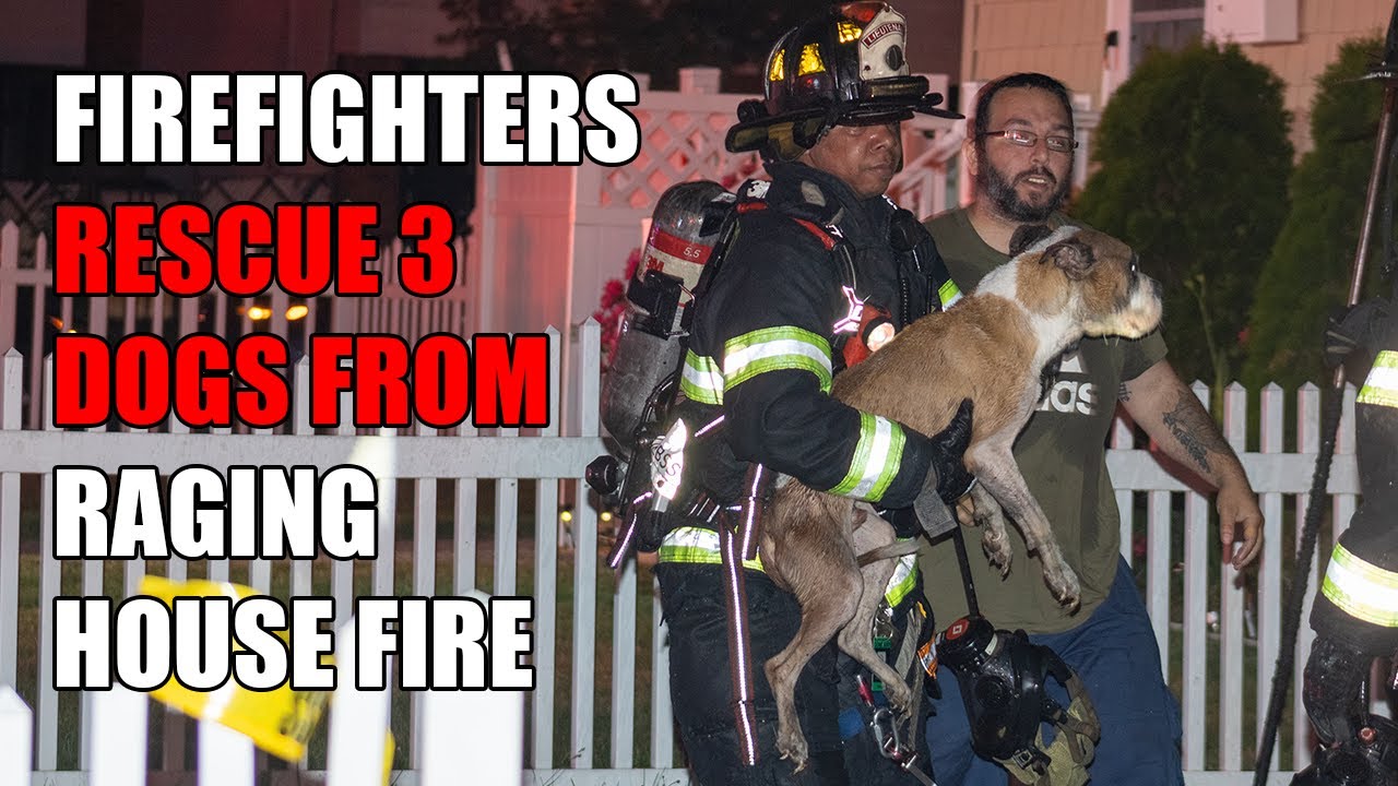 Firefighters Save 3 Dogs From Raging Wyandanch House Fire - YouTube