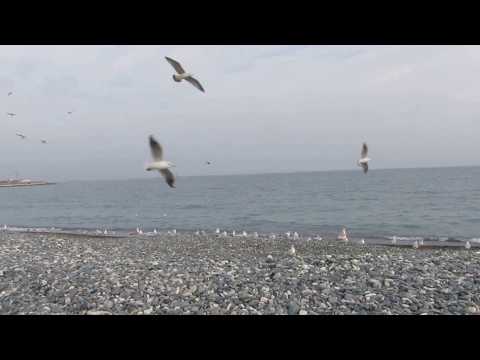 Gulls at Zakaki - Cyprus - 5/2/2018