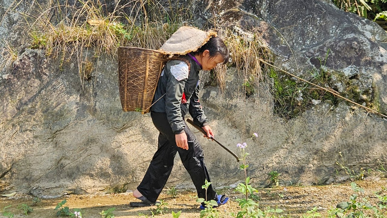 FULL VIDEO: 15 homeless people picking wild fruits, bananas, and ...