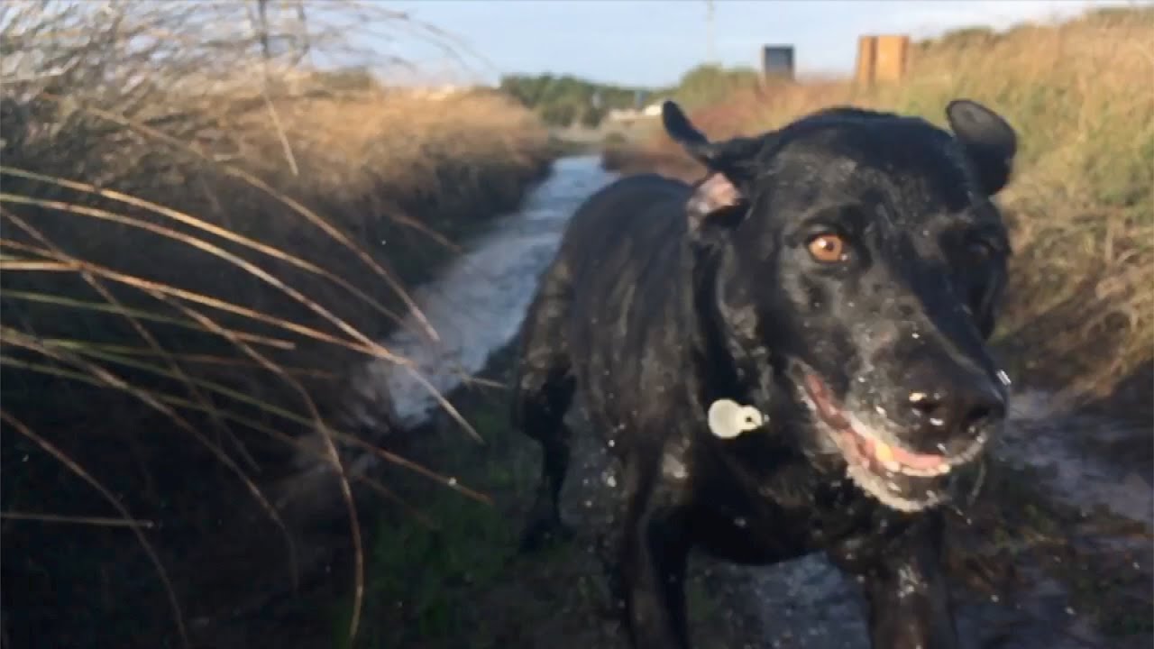 Our Dog Percy the Labrador All Fixed after Arthritis Operation - YouTube