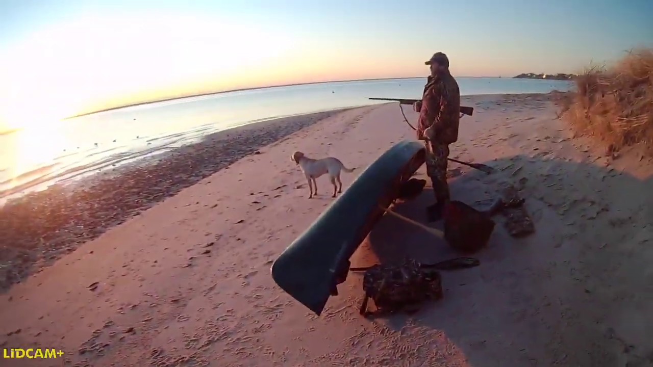 Freelance Sea ducks Cape Cod- Day 2 - YouTube