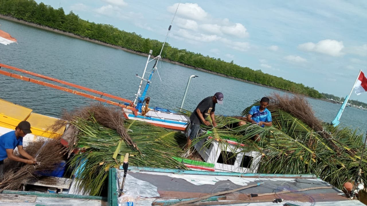 nelayan ini membuat rumpon dari daun nipah atau daun kelapa atau dari ...