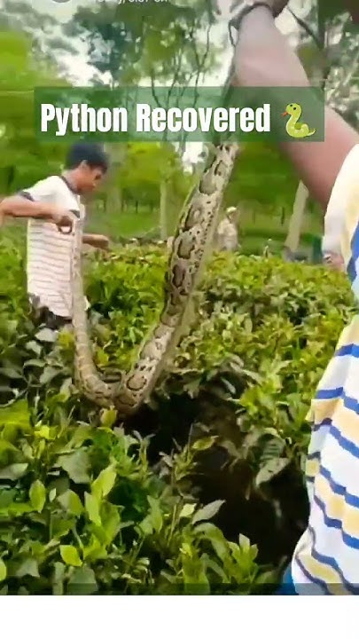 Python Recovered🐍#shorts #shortsfeed #youtubeshorts #viral#shortsvideo#trending #shortsviral# ...