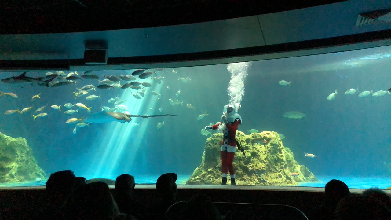 Odysea Aquarium Carousel 🔴 Livestream Rotating Aquarium 🐢 sea turtles ...