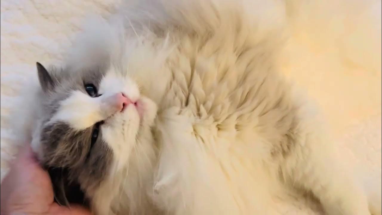 Fluffy Ragdoll cat - YouTube