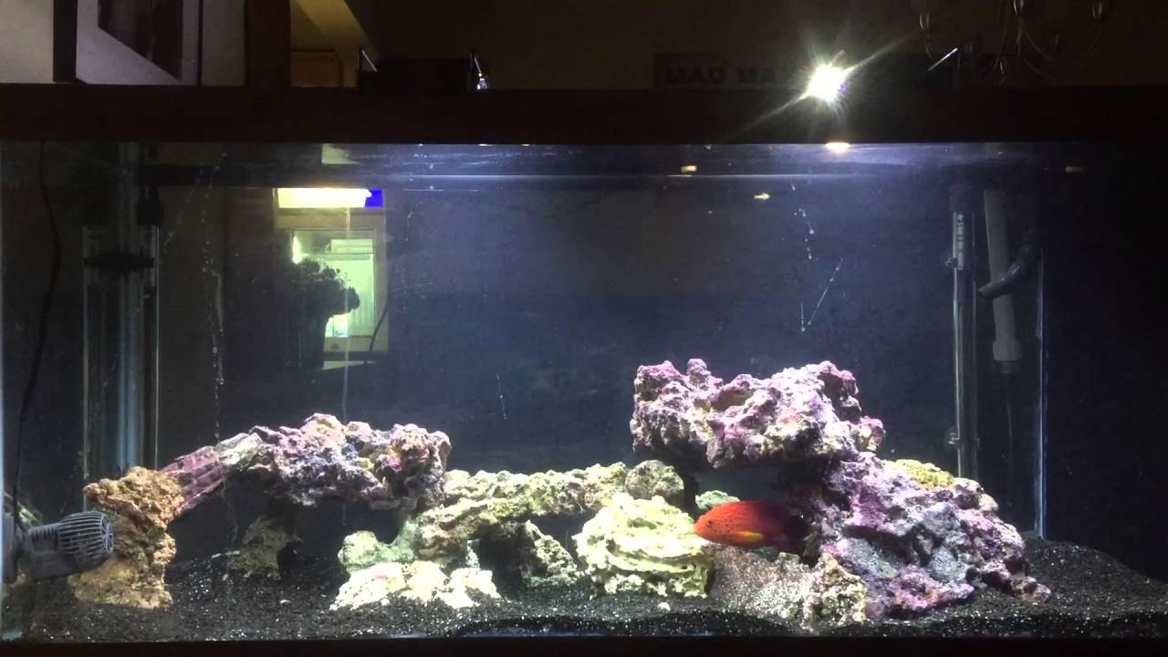 Grouper tank feeding. Miniatus - Blue Line - panther groupers - YouTube
