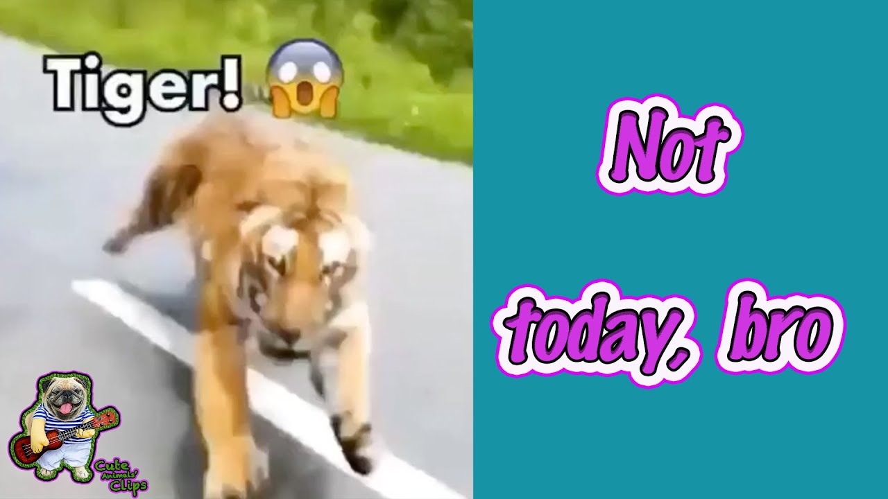 Daily cute animals competition || Try to not laugh || Funniest and ...