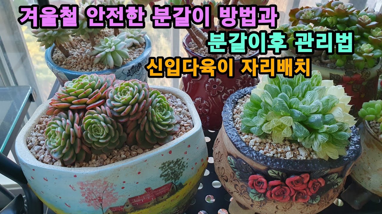 다육이♡ 겨울철 안전한 분갈이 방법과 분갈이후 관리법💓신입다육이 자리배치💓 Youtube
