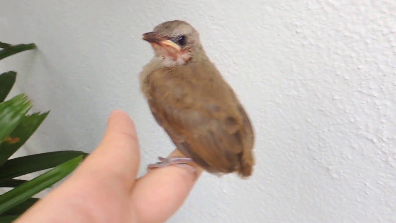 Day 12 - Baby bird with call (Yellow-vented Bulbul) - 15/3/16 - YouTube