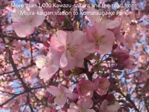 Miura Kaigan First Sakura 2018 Cherry Blossom Festival 三浦海岸桜櫻