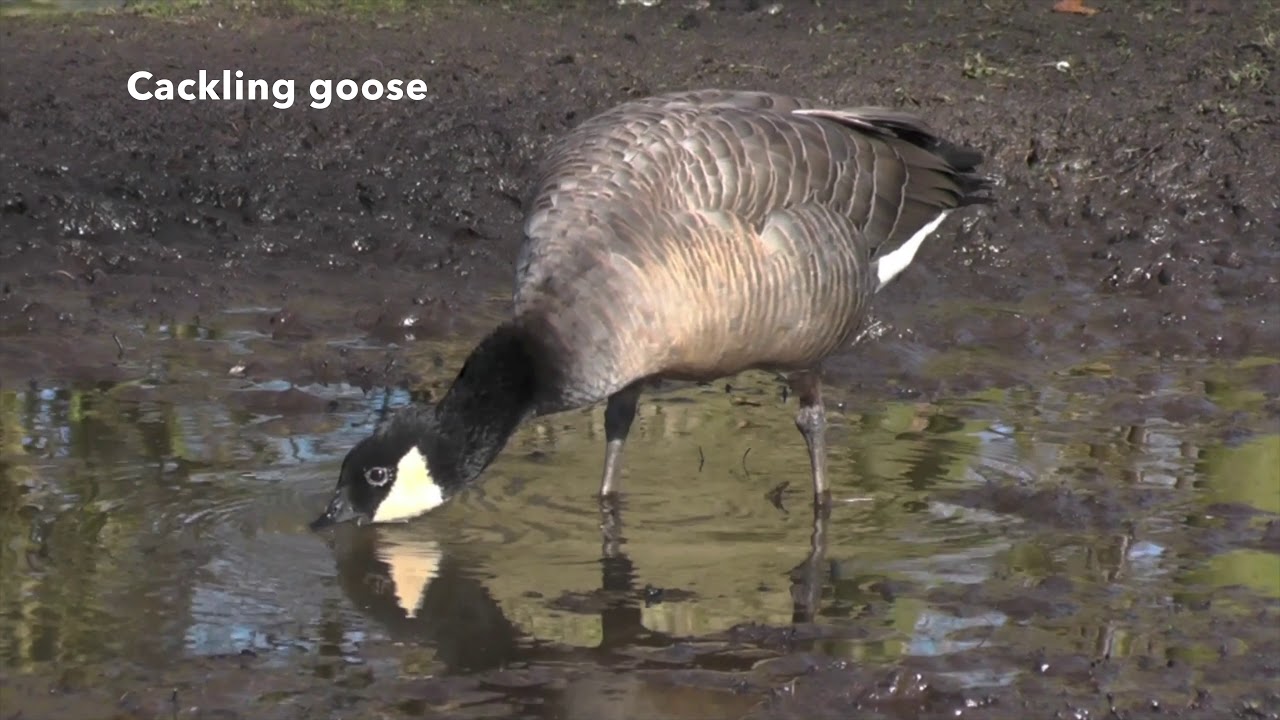 Cackling Goose - YouTube
