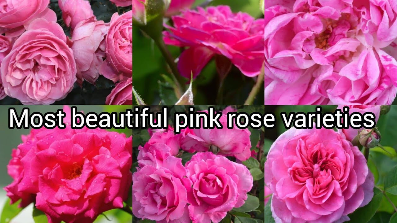 Most Beautiful Pink Roses In The World