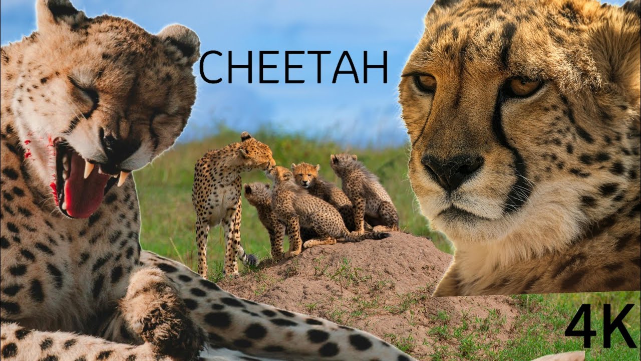 Close-Up with Cheetahs in 4K Ultra HD #4k #wildlife #cheetah #subscribe ...