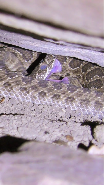 DO RATTLESNAKES YAWN!? #snake #snakes #rattlesnakes #venomous #reptiles ...