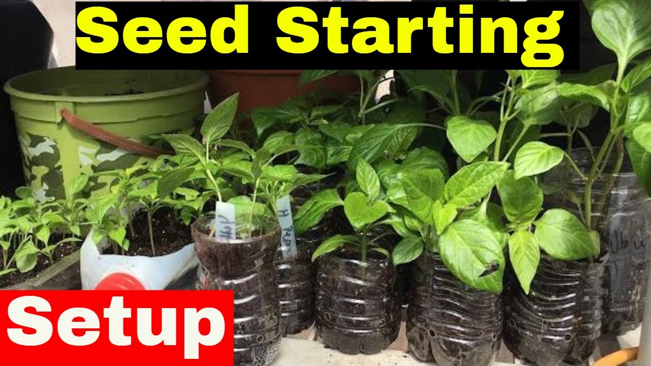 Seed Starting Setup (Seed Starting Greenhouse) - YouTube