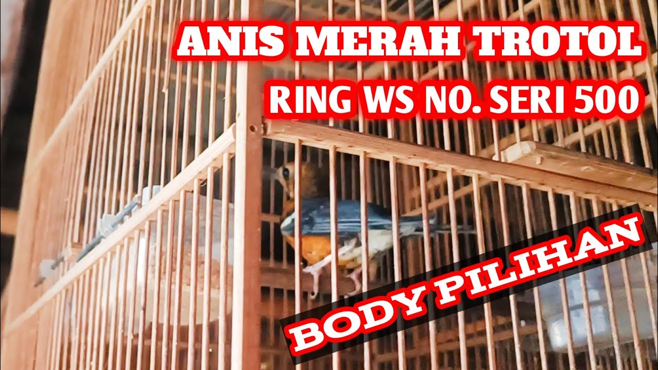 CHECK OUT ANIS MERAH TROTOL RING WS NOMOR SERI 500 BIKIN NGILER BODY ...