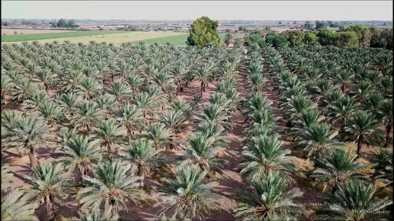 Palma datilera en Valle de Mexicali - YouTube