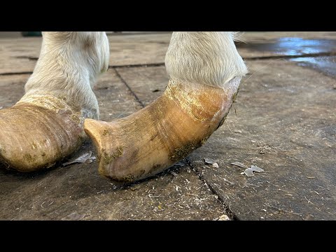 Transformation des deformierten Hufe
