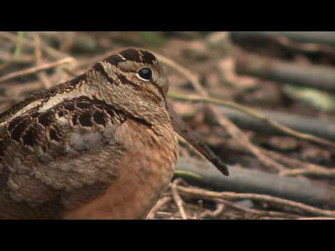 New Yorkers flock to Bryant Park to catch glimpse of rare, dancing bird