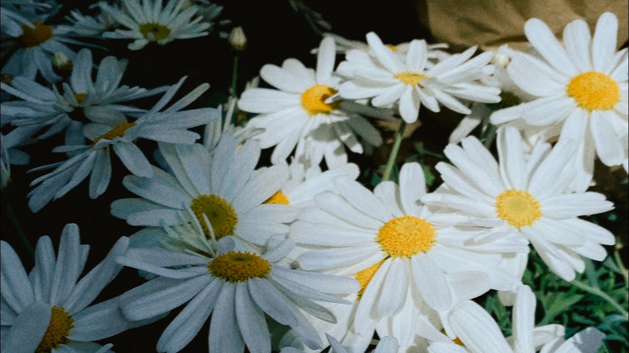sleep music / relaxation / nature / birdsong / beautiful flowers ...