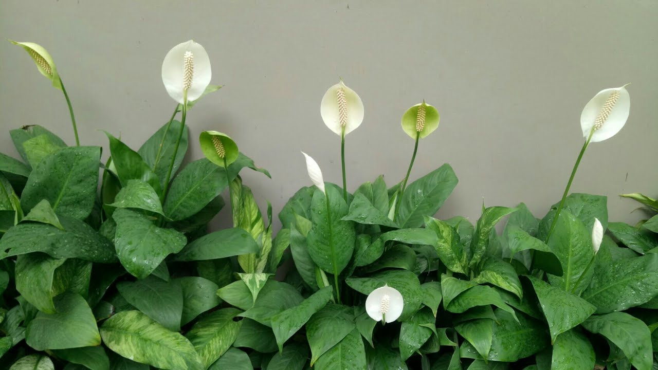 Cara Agar Peace Lily Di Pekarangan Rumah Bisa Berbunga Kompak. - YouTube