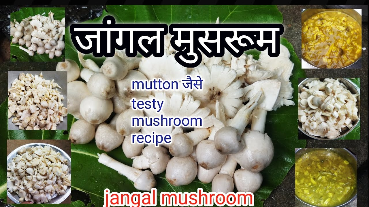 biggest mushroom in jangal,How to cooked mushroom recipe,जांगल मशरूम ...