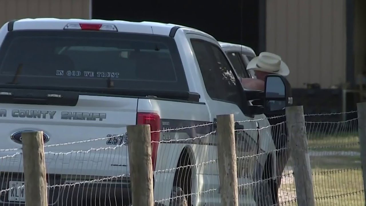 Nearly 40 cows found dead on Brazoria County property. - YouTube