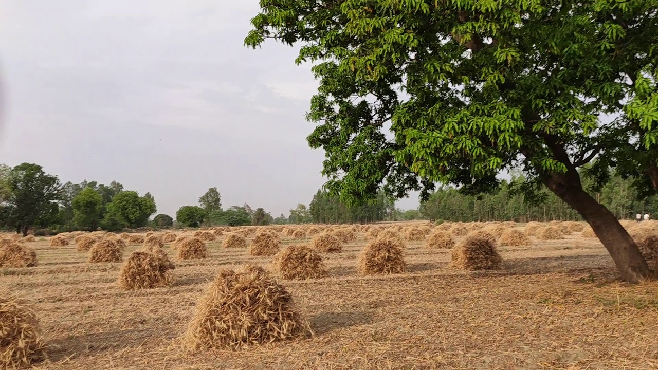 Gehu Fasal /cutting crop Kannouj 2020 - YouTube