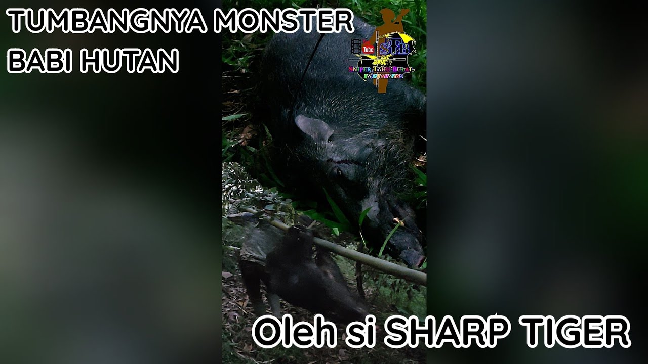 Gila‼TUMBANGNYA MONSTER BABI HUTAN OLEH SHARP TIGER - YouTube