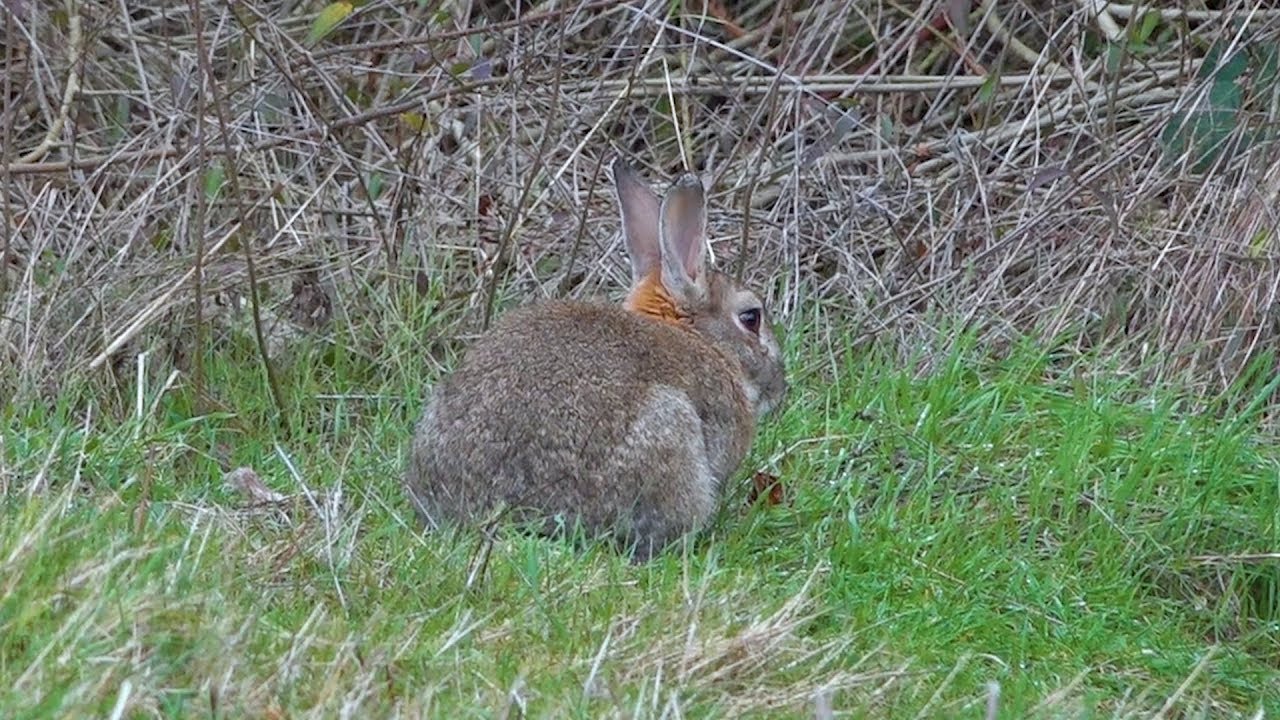 Waterworks and Hackney Marshes - London - Fox, Rabbits and Birds ...