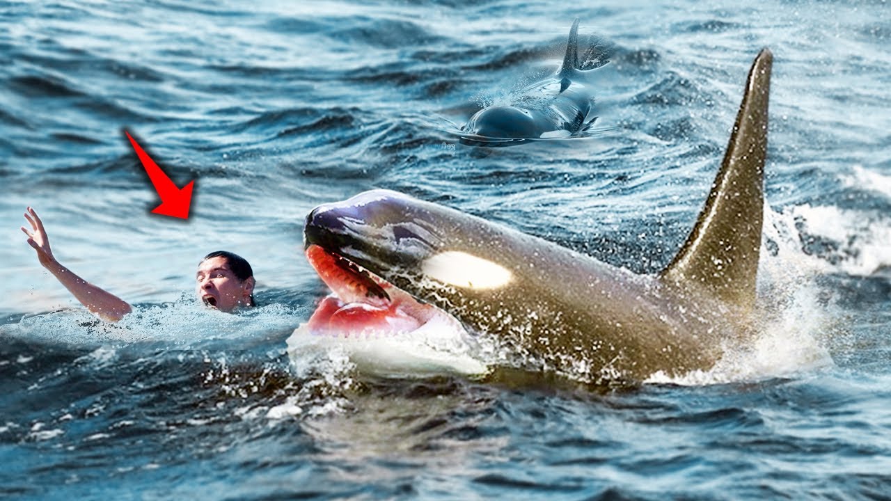 The Gruesome Story of an Orca That Ravaged Daniel Dukes - YouTube