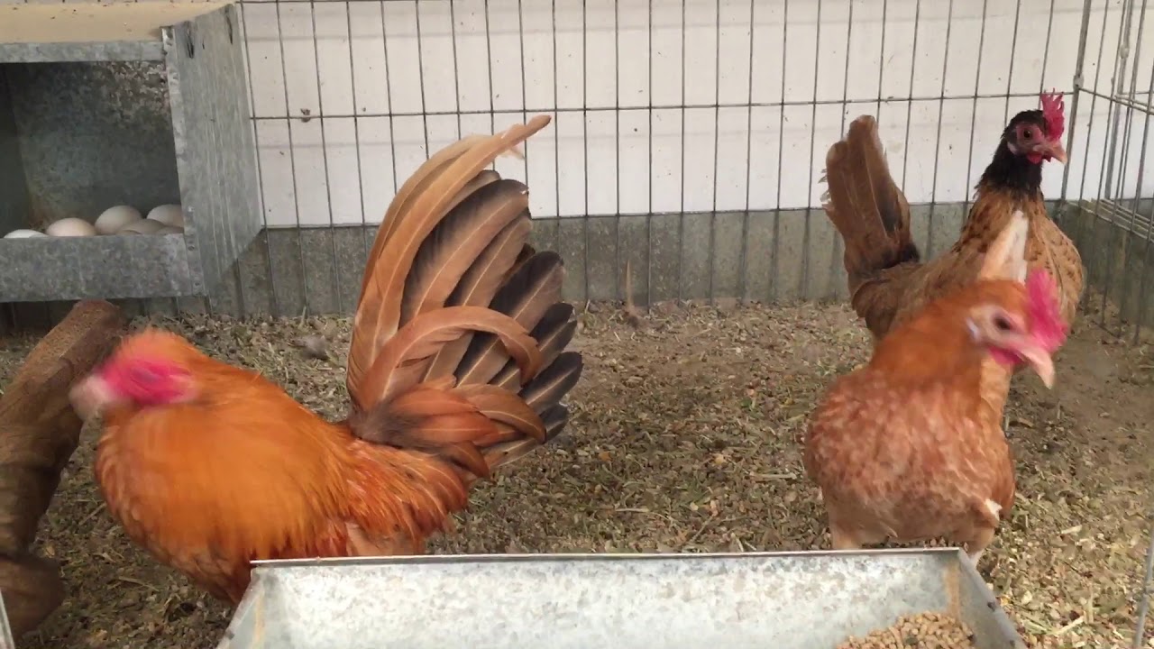 Gallitos Aztecas criadero san Matías lote de buff x pumpkin - YouTube