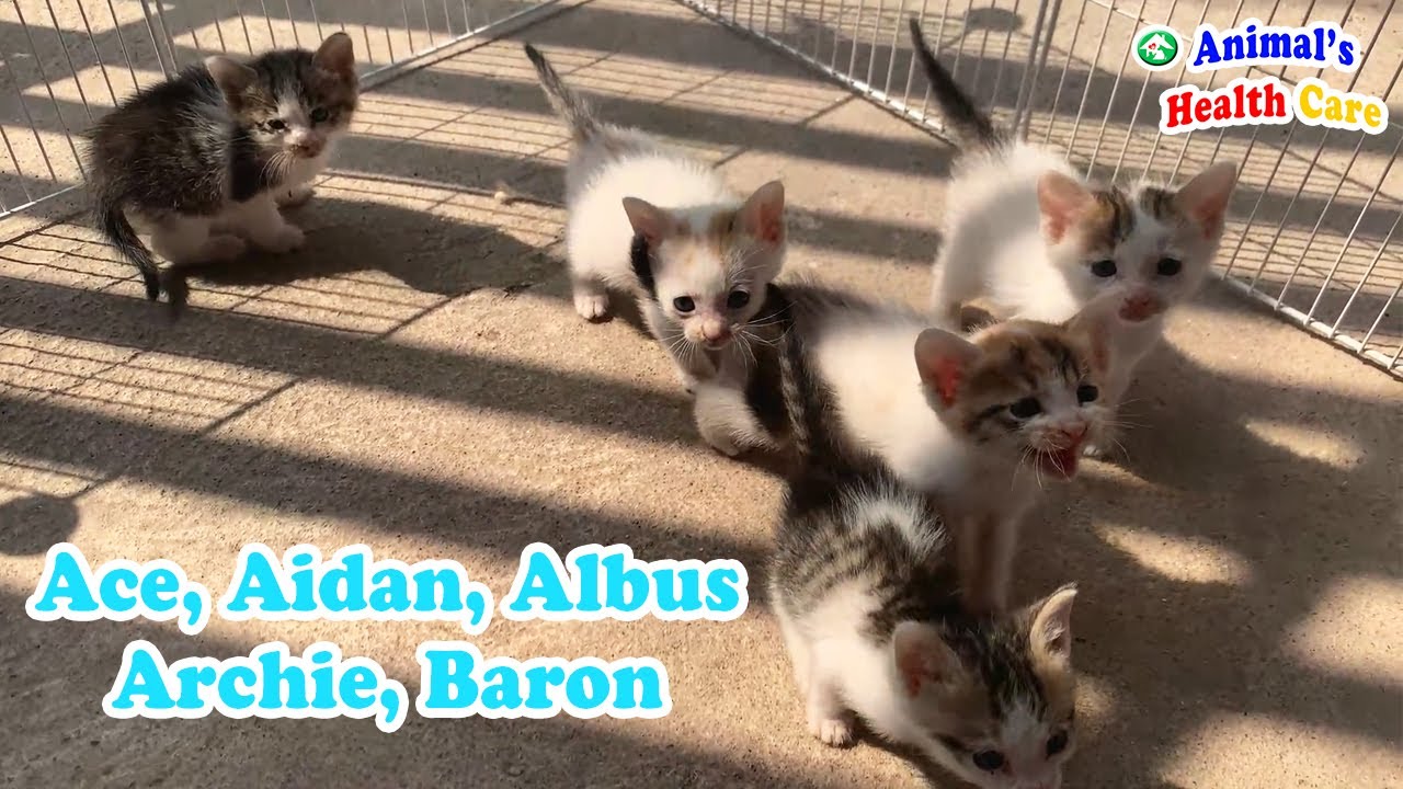 We have to say Goodbye with 5 orphaned baby kittens after rescue - YouTube