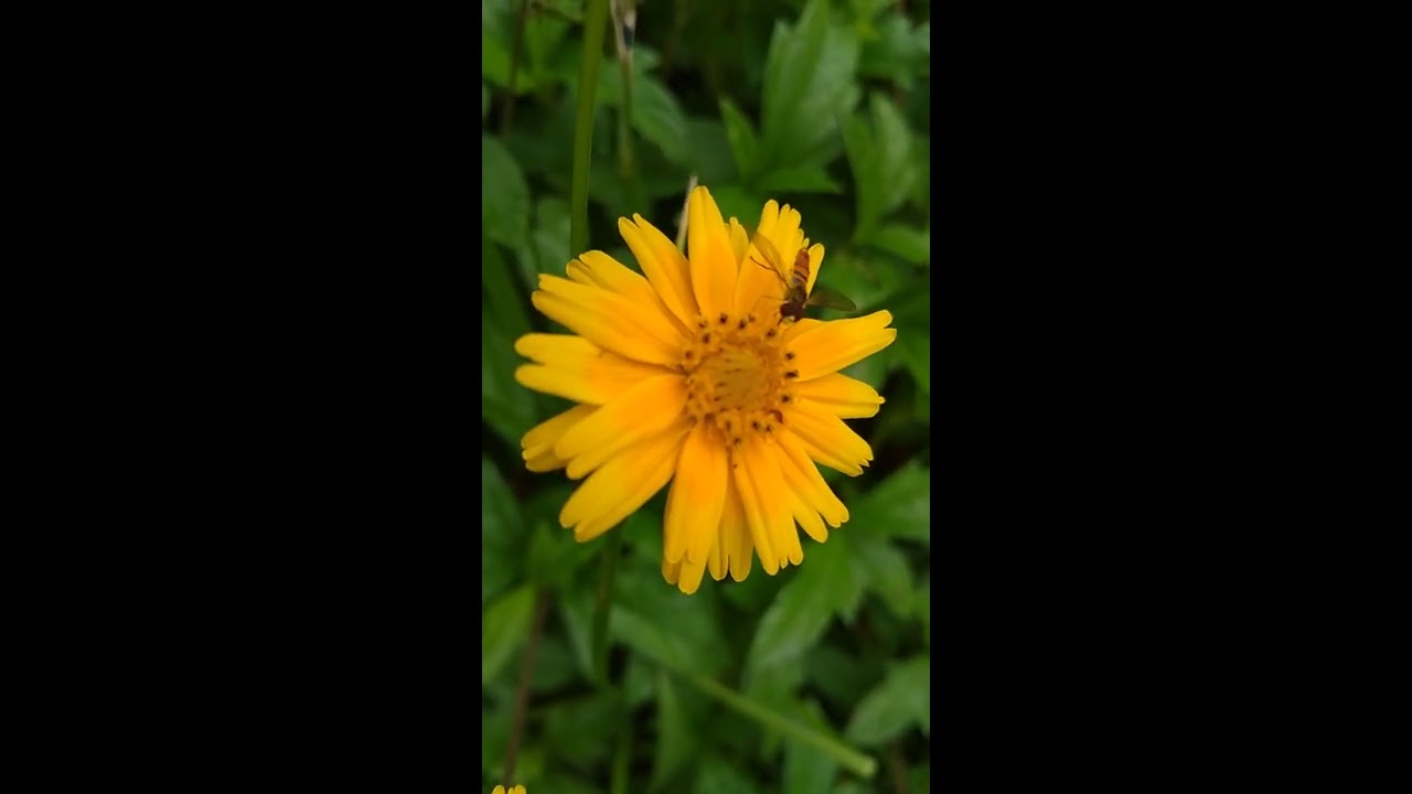 Vedélia – Sphagneticola trilobata - YouTube