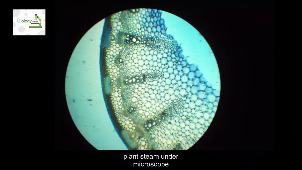 plant stem under microscope - YouTube