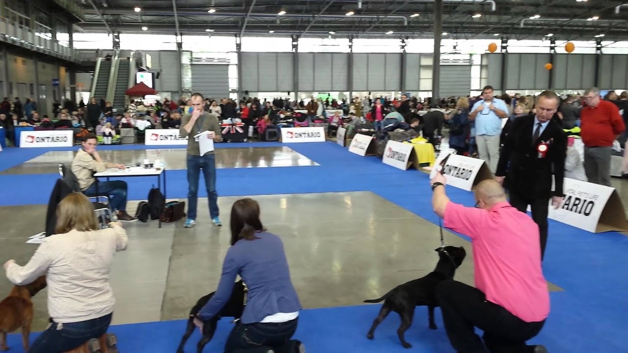 Brett Poker Canis - YouTube