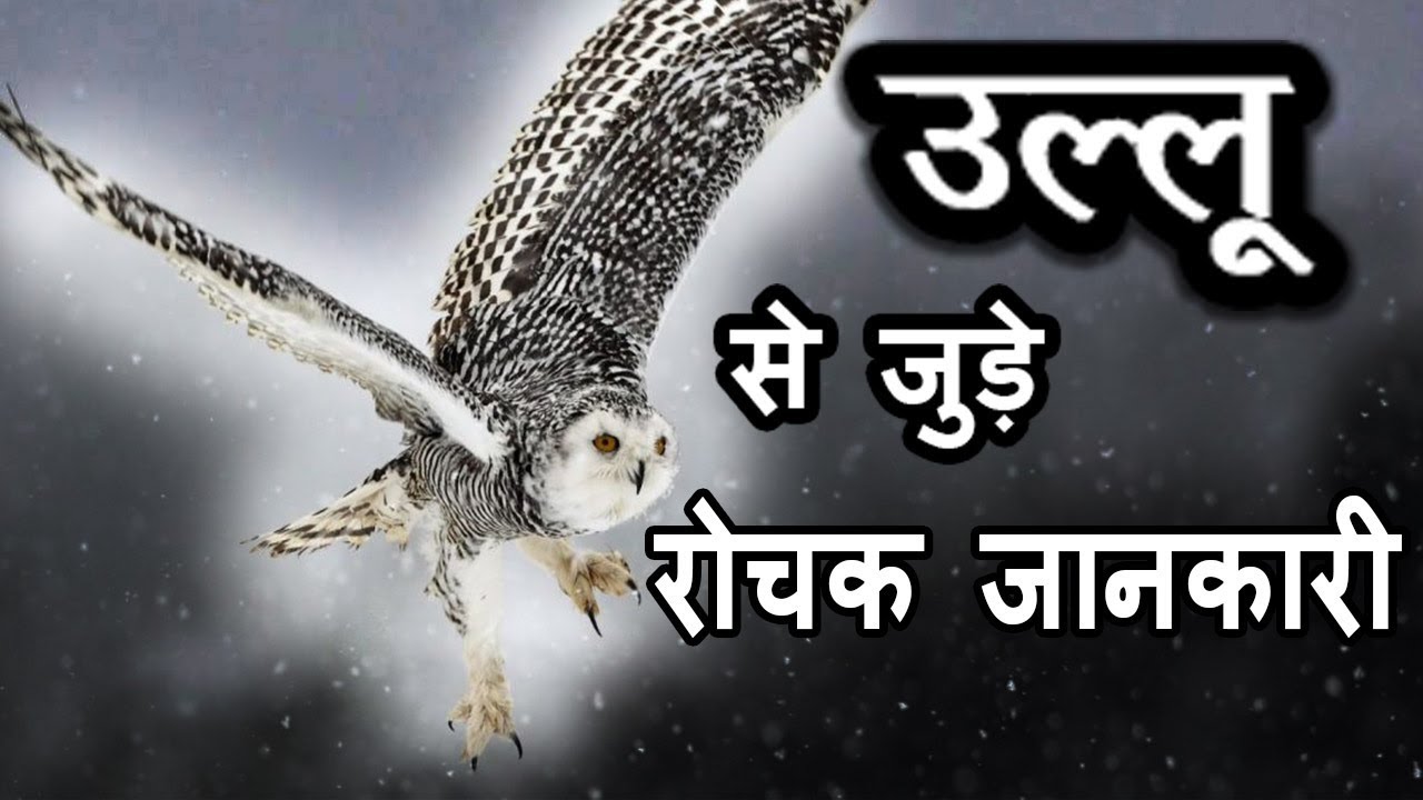 Interesting Facts Owl In Hindi YouTube interesting-facts-owl-in-hindi-youtube