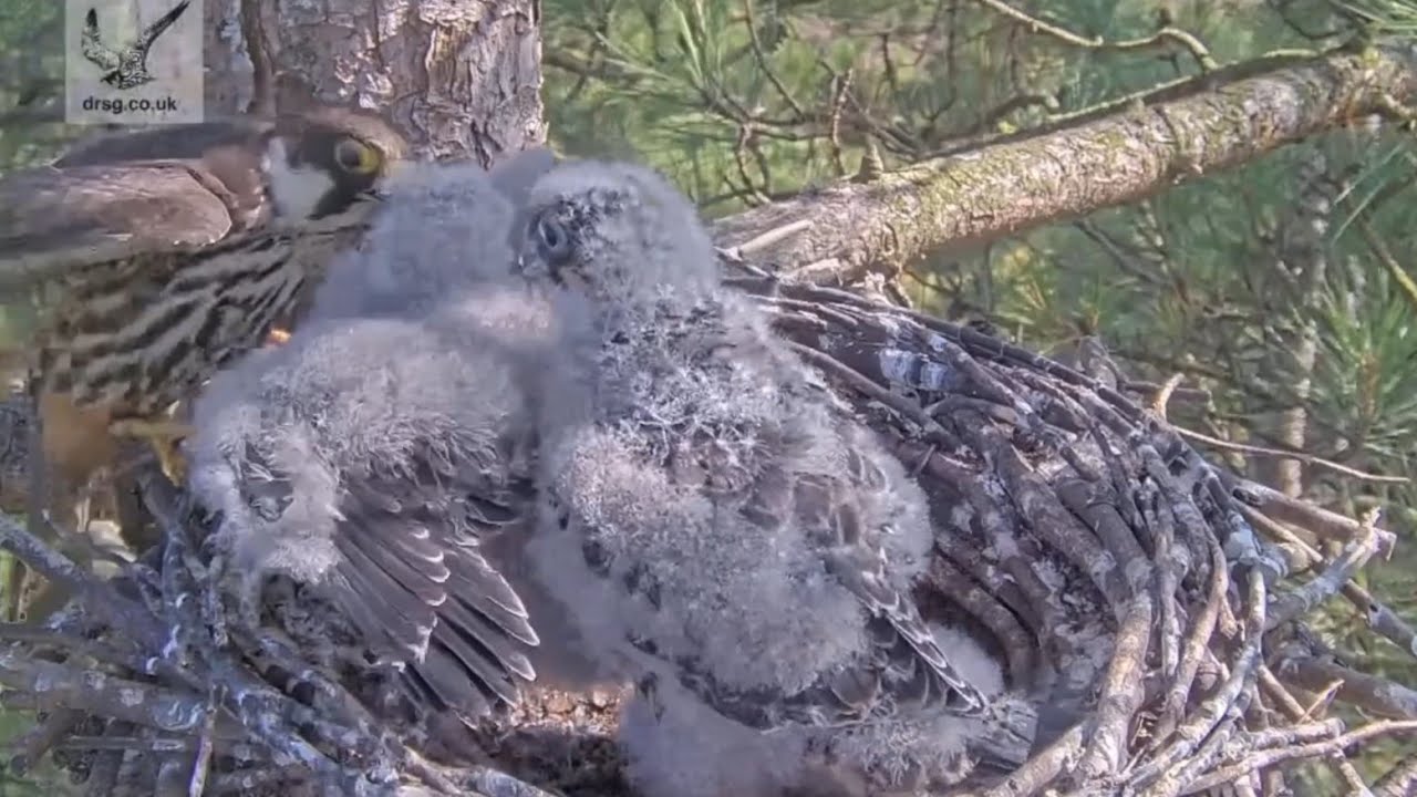Small chick quickly grab prey and eat it | Southern UK Hobby | Aug 10 ...