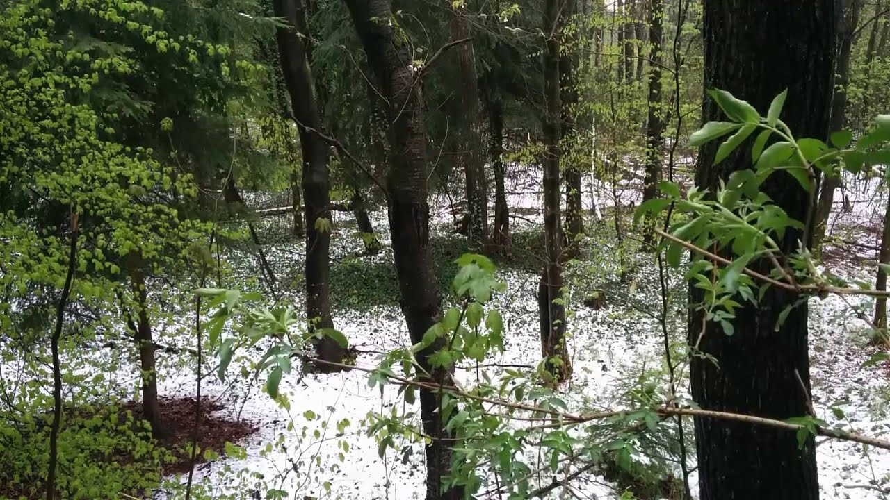 One hour relaxing #004 Spring forest scene - YouTube
