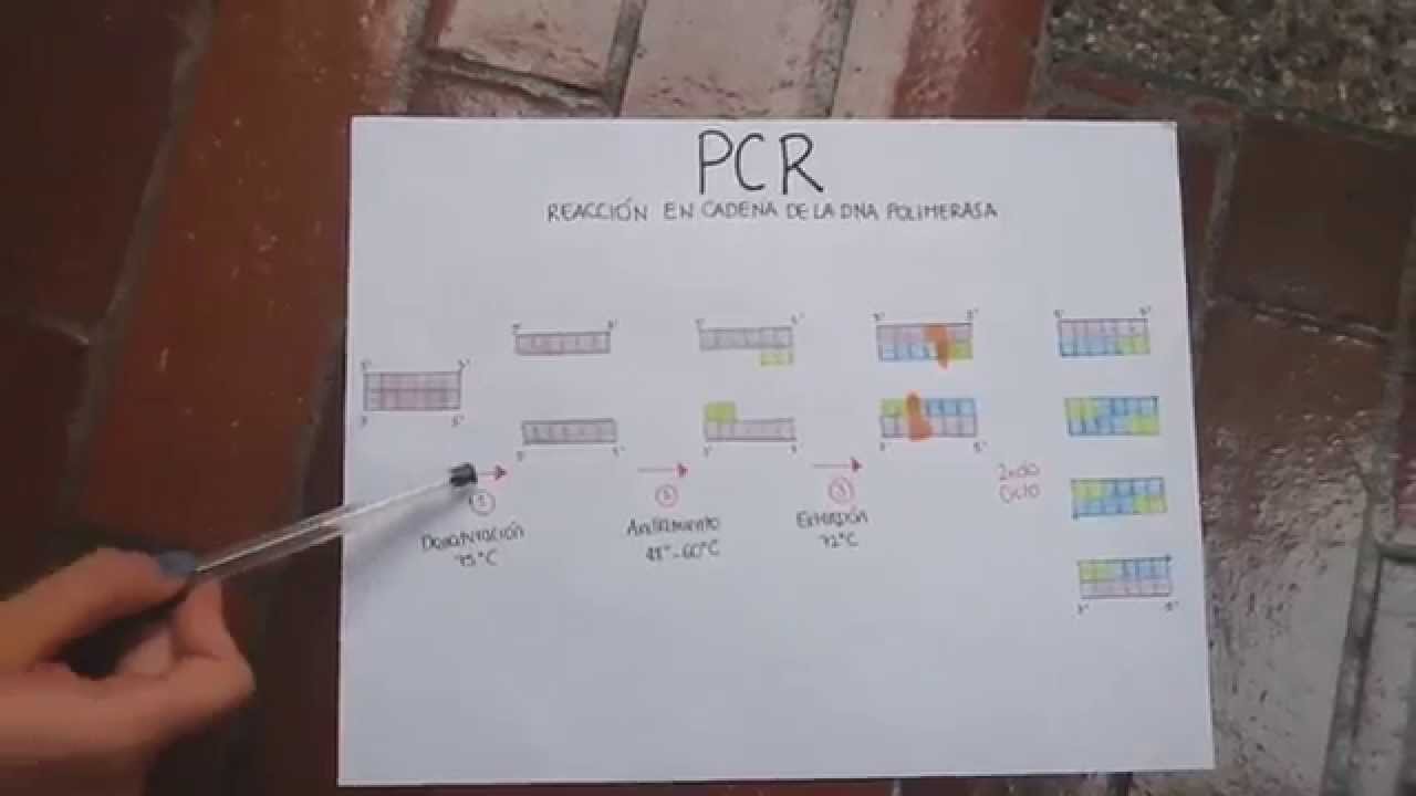 PCR - Reacción en Cadena de la Polimerasa - YouTube