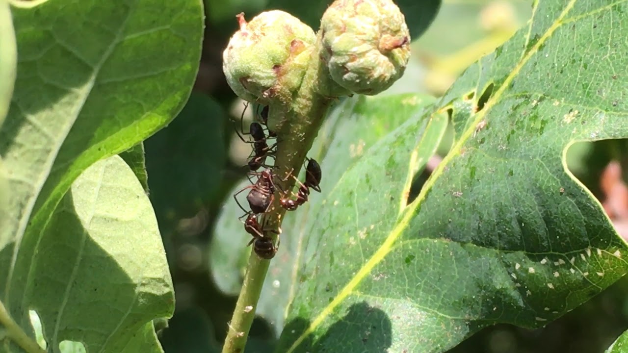English Oak (Quercus robur) - ants & acorns close up - June 2018 - YouTube