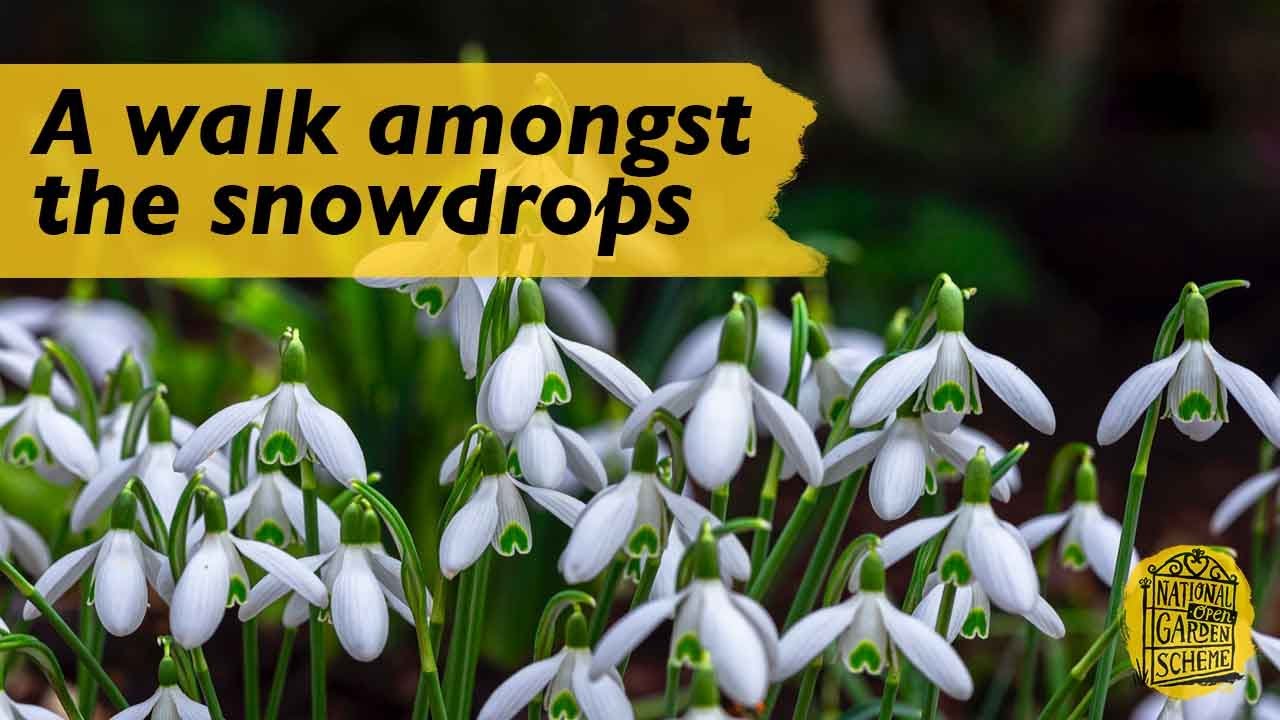 An early spring garden walk in Wales… - YouTube