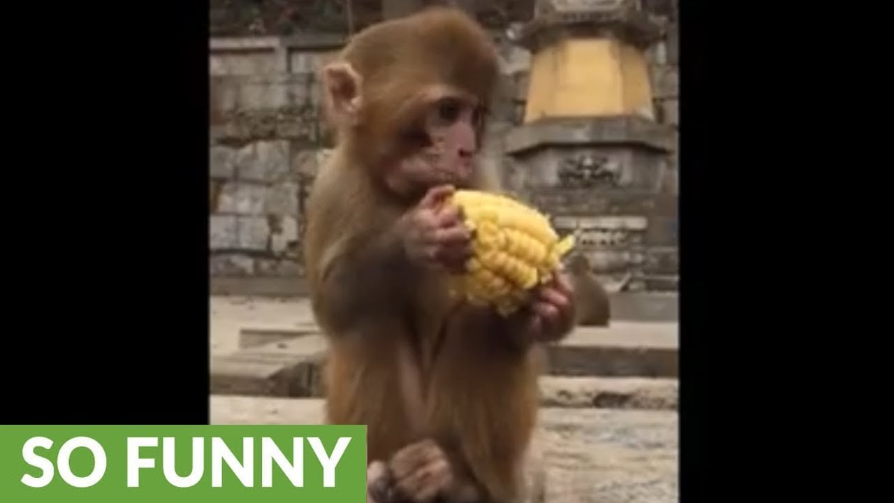 Adorable baby monkey defends food against bully - YouTube