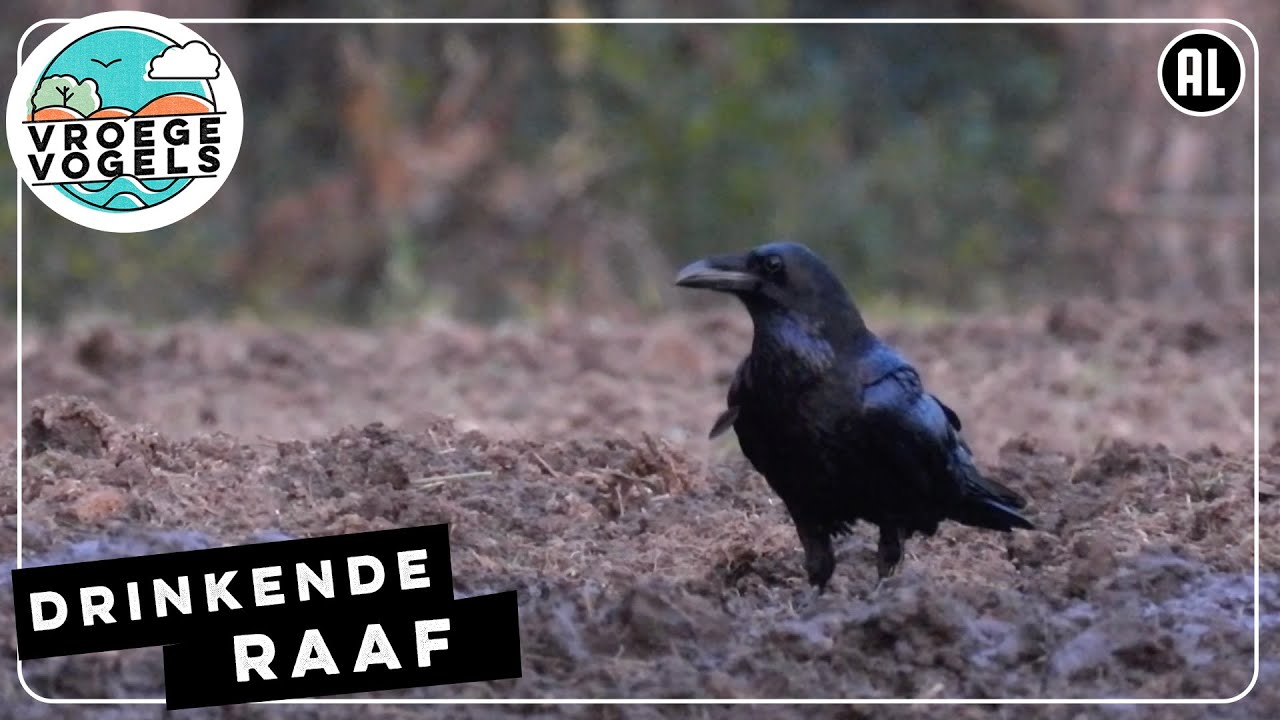Raaf drinkt uit een poel | Zelf Geschoten | Vroege Vogels - YouTube