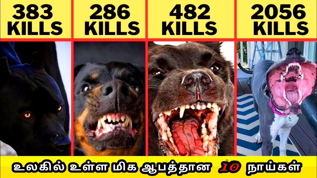 உலகின் மிக ஆபத்தான 10 நாய்கள் | Top 10 High Bite force dogs in the ...