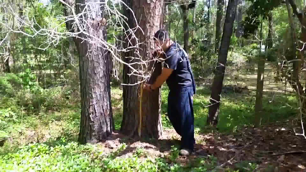 Lightning Striking Tree. SHOCKING VIDEO - YouTube
