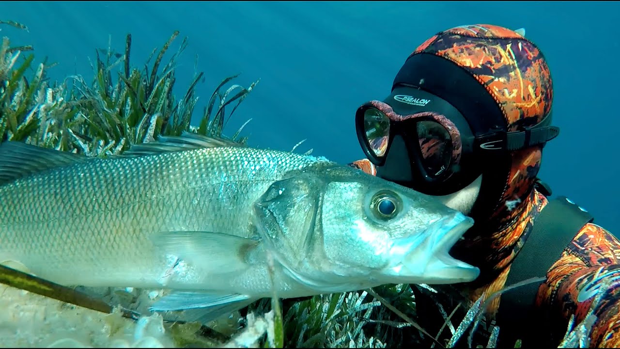 Loup de Méditerranée du bord de mer - Chasse sous marine 2020 - YouTube